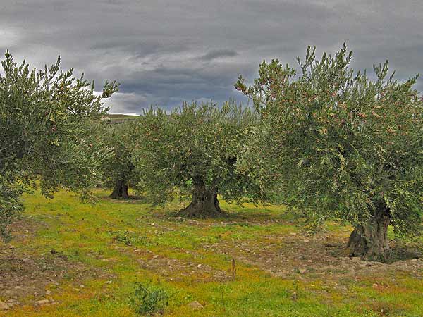 Aibar Humedal de la balsa de La Mueda (Rutas Navarra / Napar Bideak)